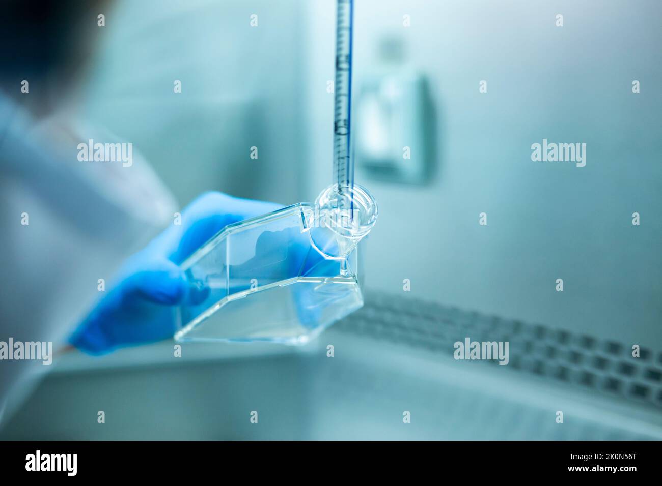 cell culture at the medicine and medical, biology laboratory Stock ...
