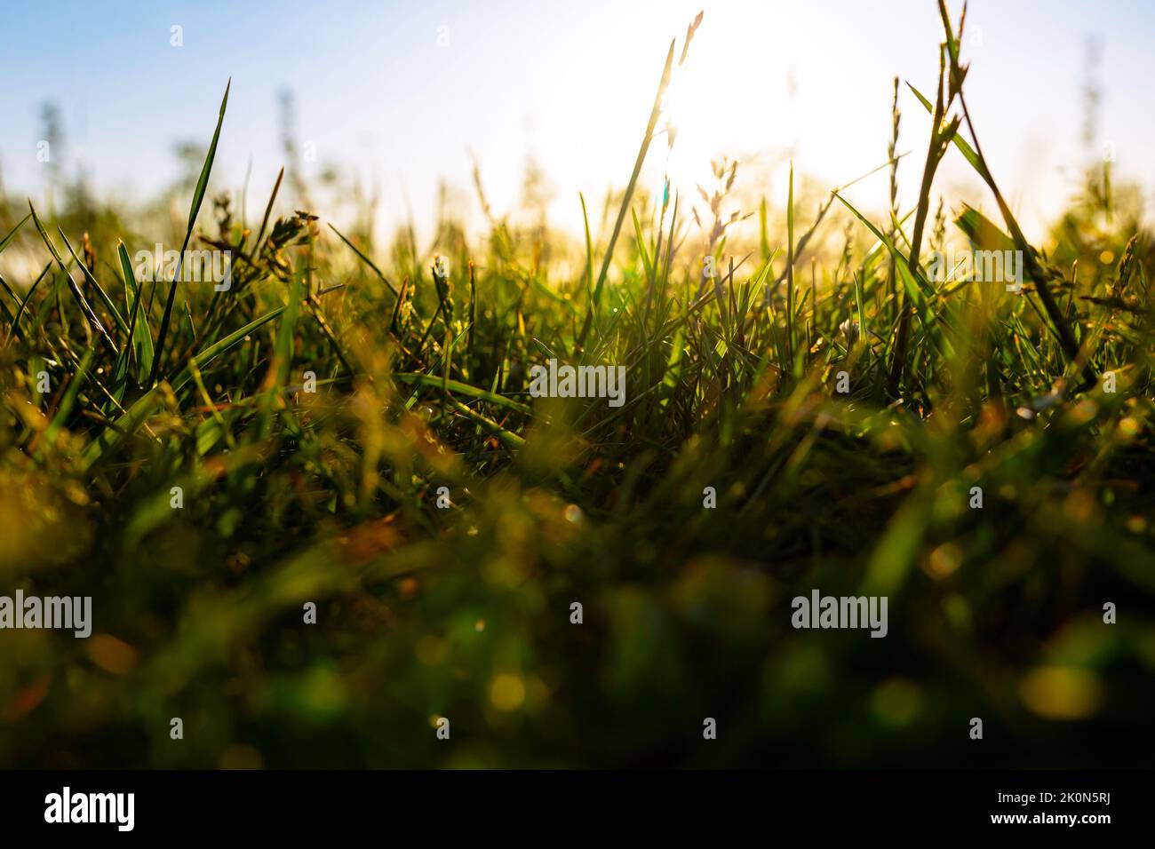 Lawn or grasses or crops view from ground level. Nature background ...