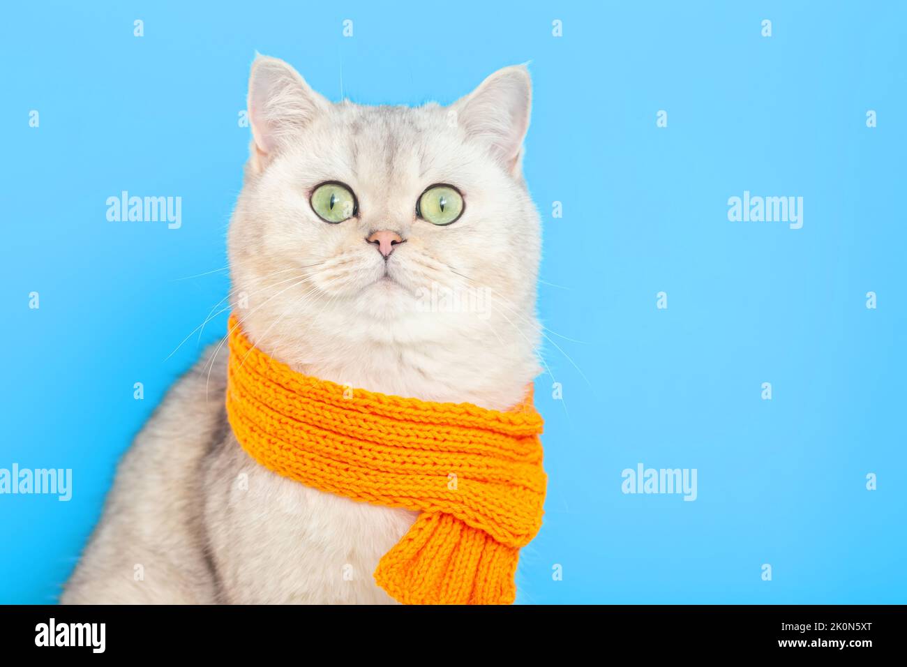 adorable white cat, sitting in an orange knitted scarf, on a blue ...