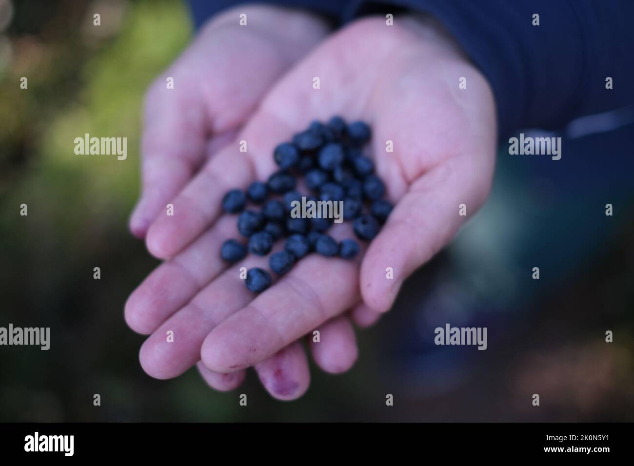 Blurred background, harvesting blueberries. Close-up of blueberries ...
