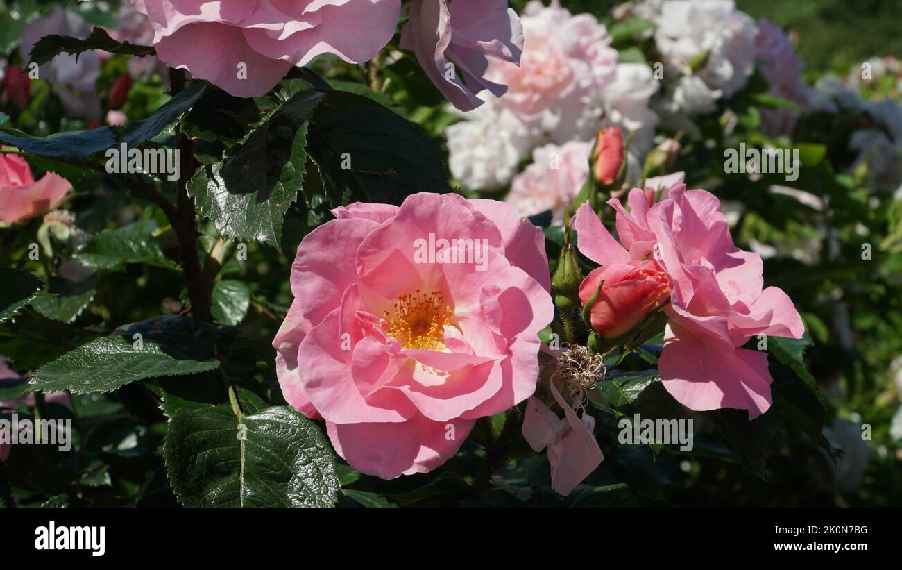 Light pink rose hi-res stock photography and images - Alamy