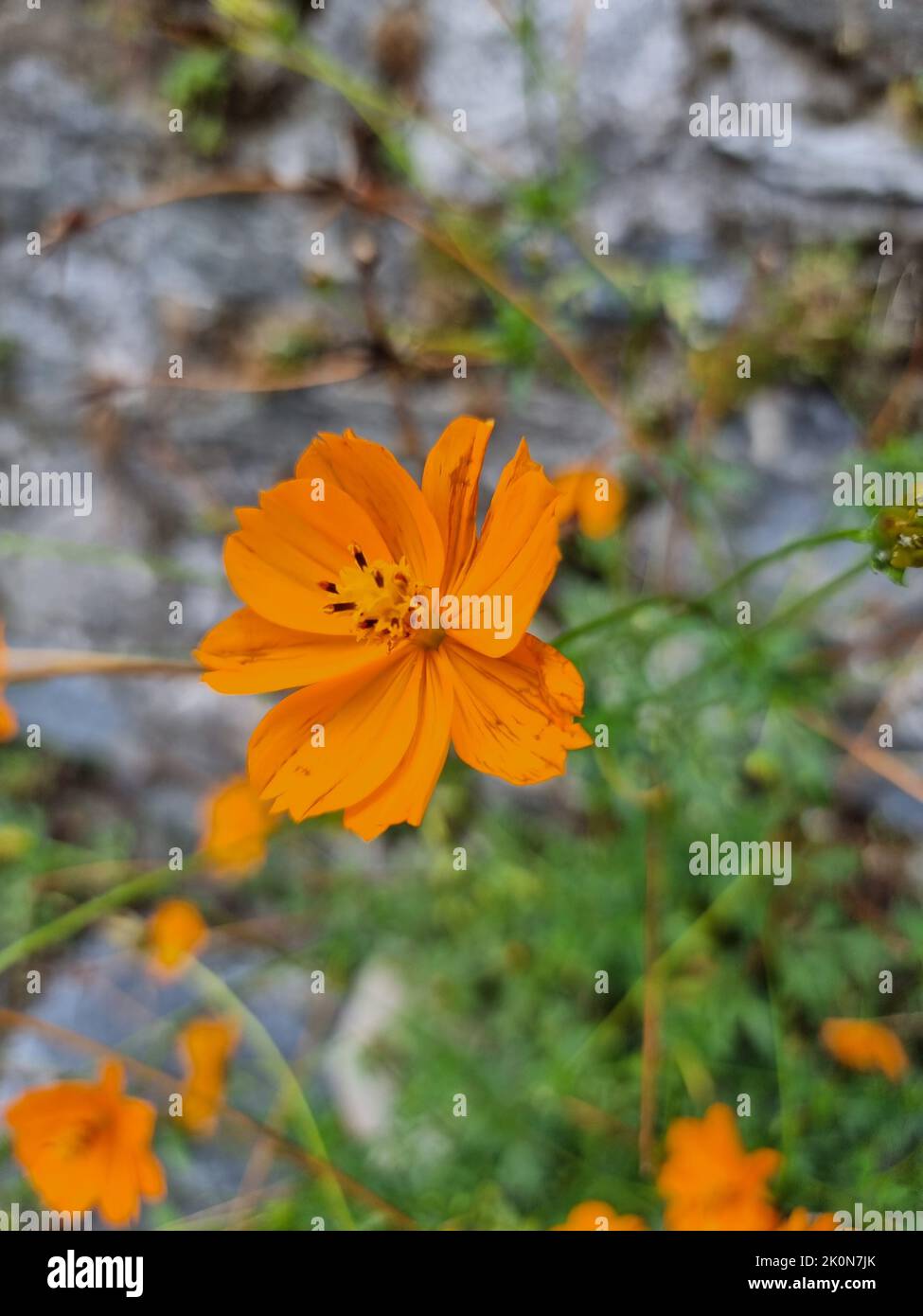 An orange Cosmos flower in the field Stock Photo - Alamy