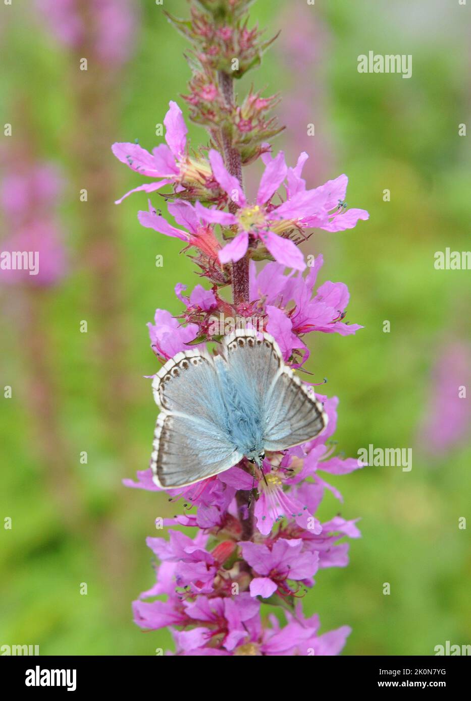 Chalk hill blue butterfly hi-res stock photography and images - Alamy