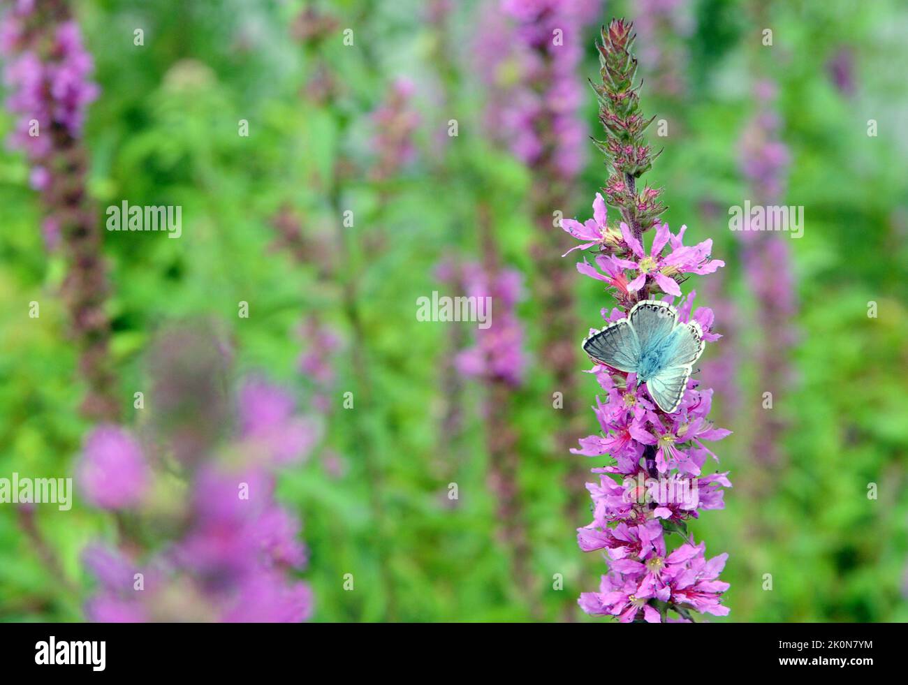 CHALK HILL BLUE BUTTERFLY, PORTSDOW2N HILL, PORTCHESTER, HANTS PIC MIKE ...
