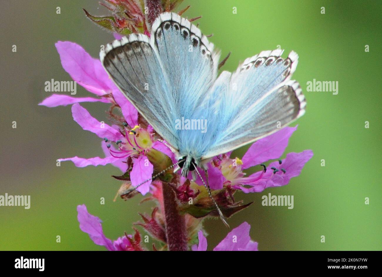 CHALK HILL BLUE BUTTERFLY, PORTSDOW2N HILL, PORTCHESTER, HANTS PIC MIKE ...