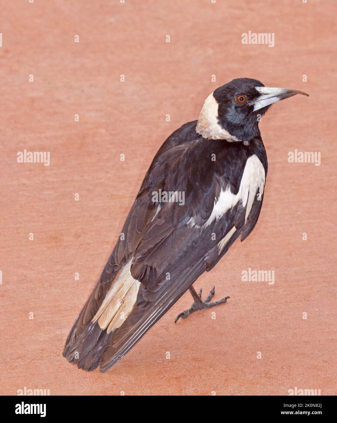 Female Australian magpie, Gymnorhina tibicen, with deformed beak Stock ...