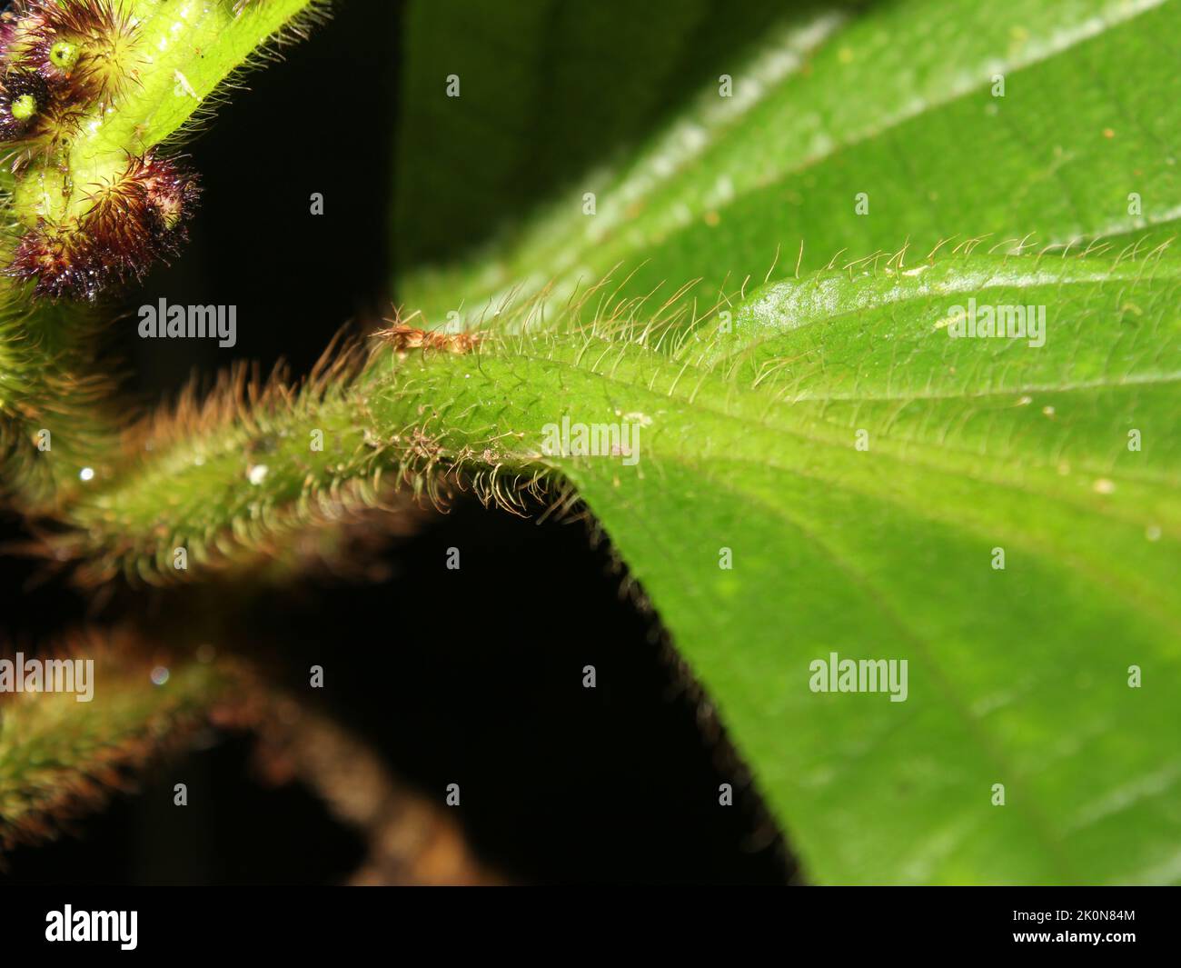 Domatia hi-res stock photography and images - Alamy