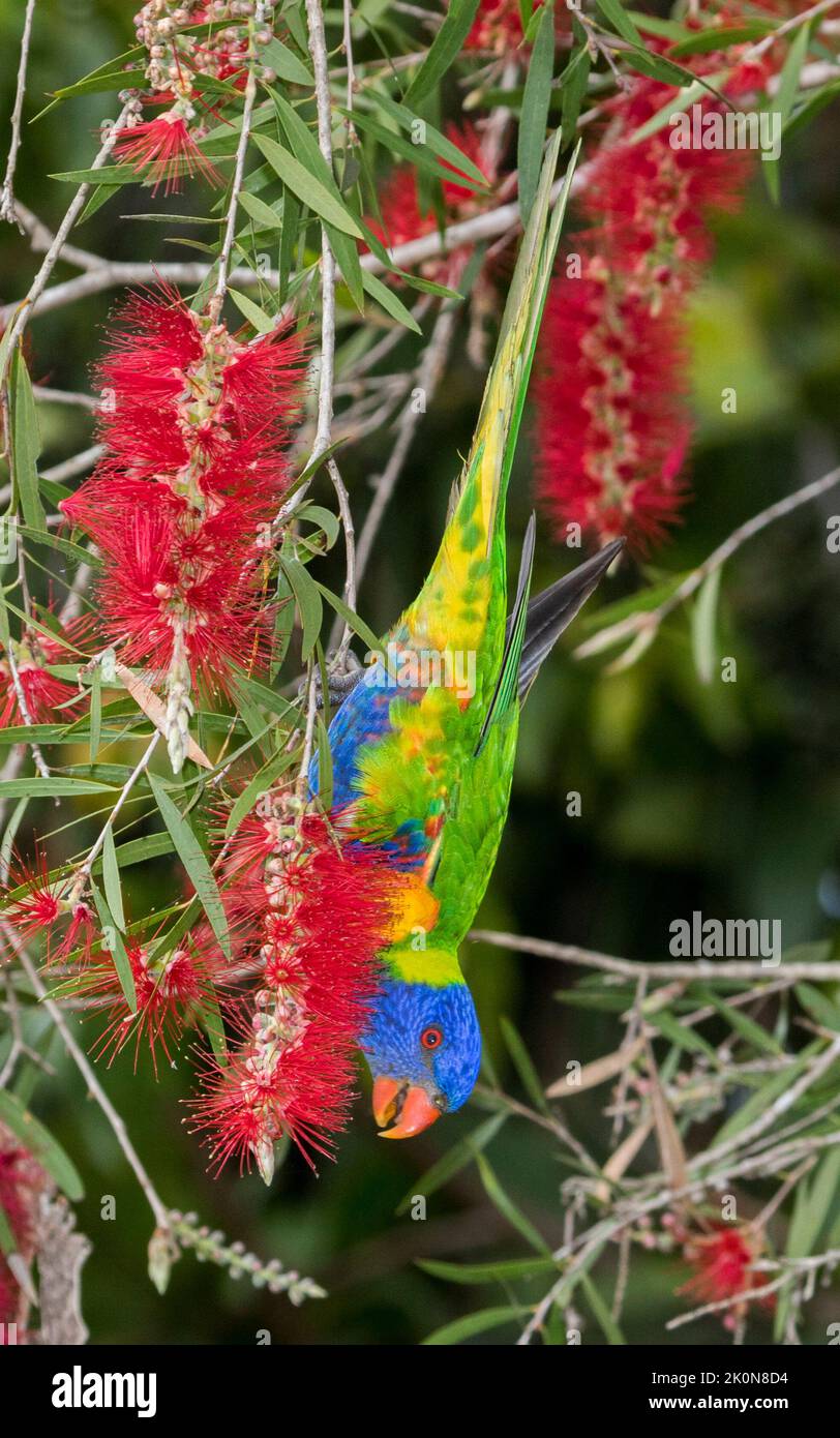 Rainbow Lorikeet, Trichoglossus moluccanus, hanging upside down ...
