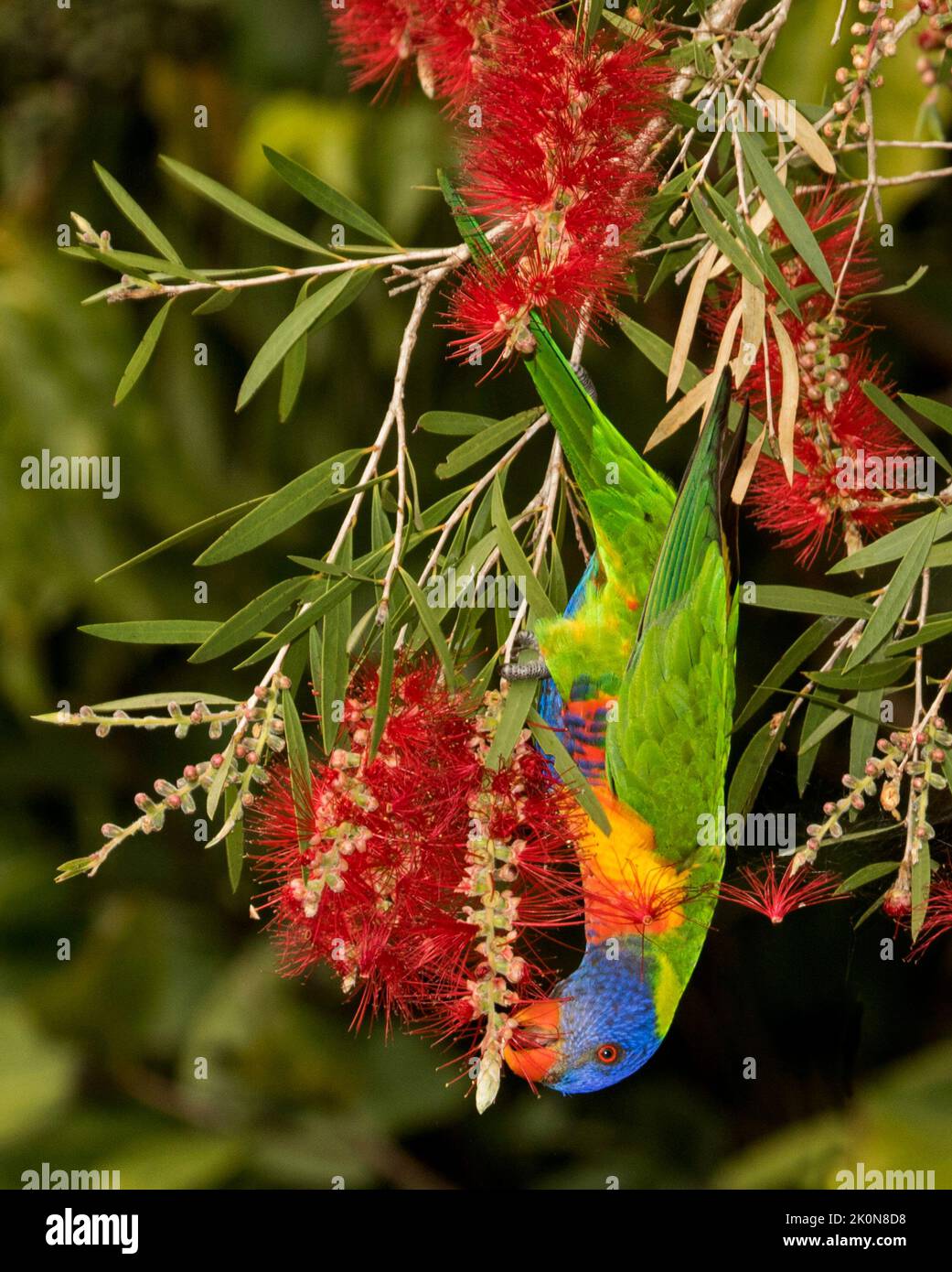 Rainbow Lorikeet, Trichoglossus moluccanus, hanging upside down ...