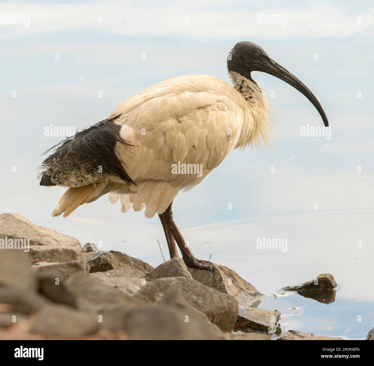 Sacred ibis, Threskiornis molucca, on rock beside water in a city park ...