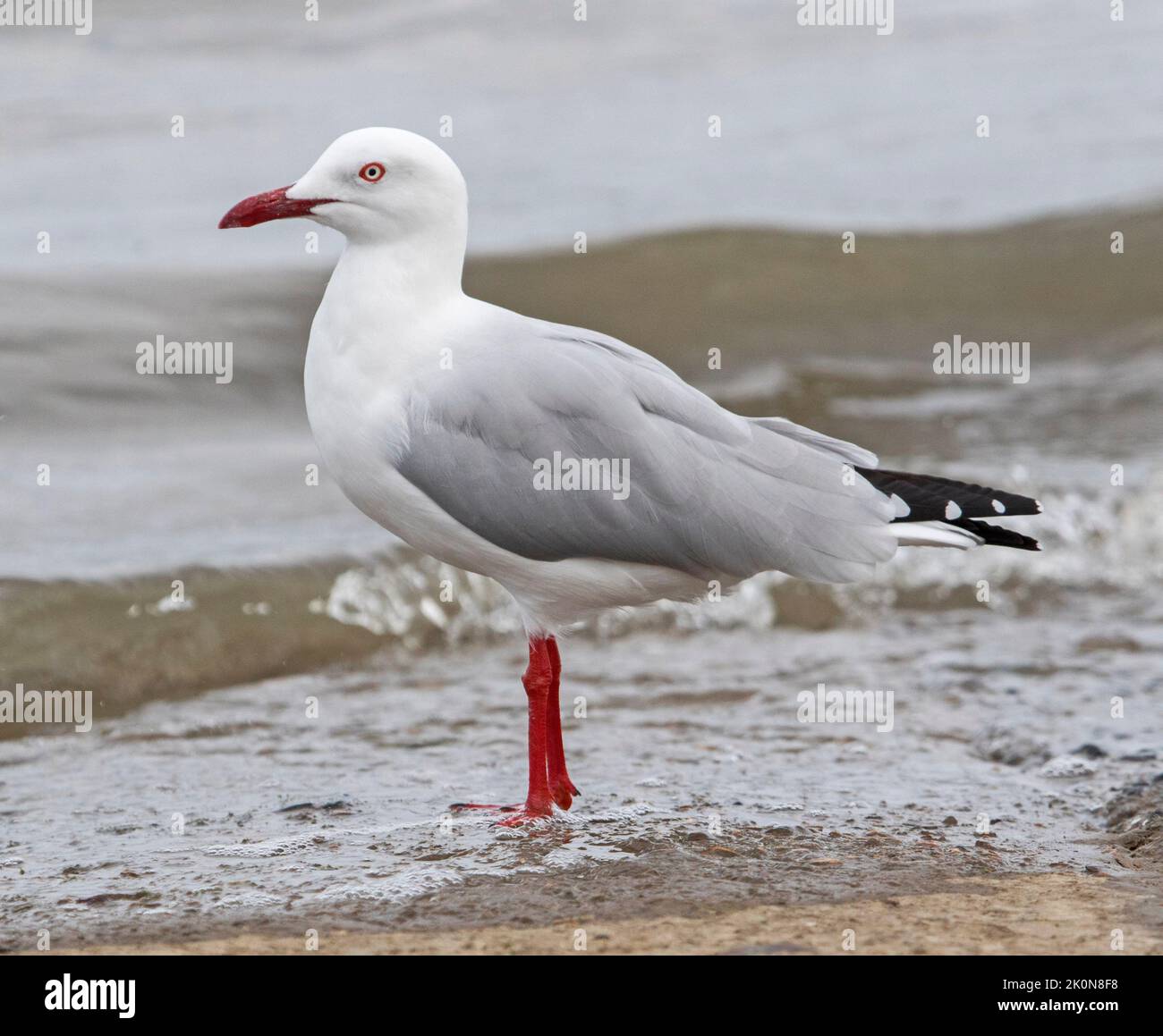 Solitary Silver Gull, Chroicocephalus novaehollandiae,with grey and ...