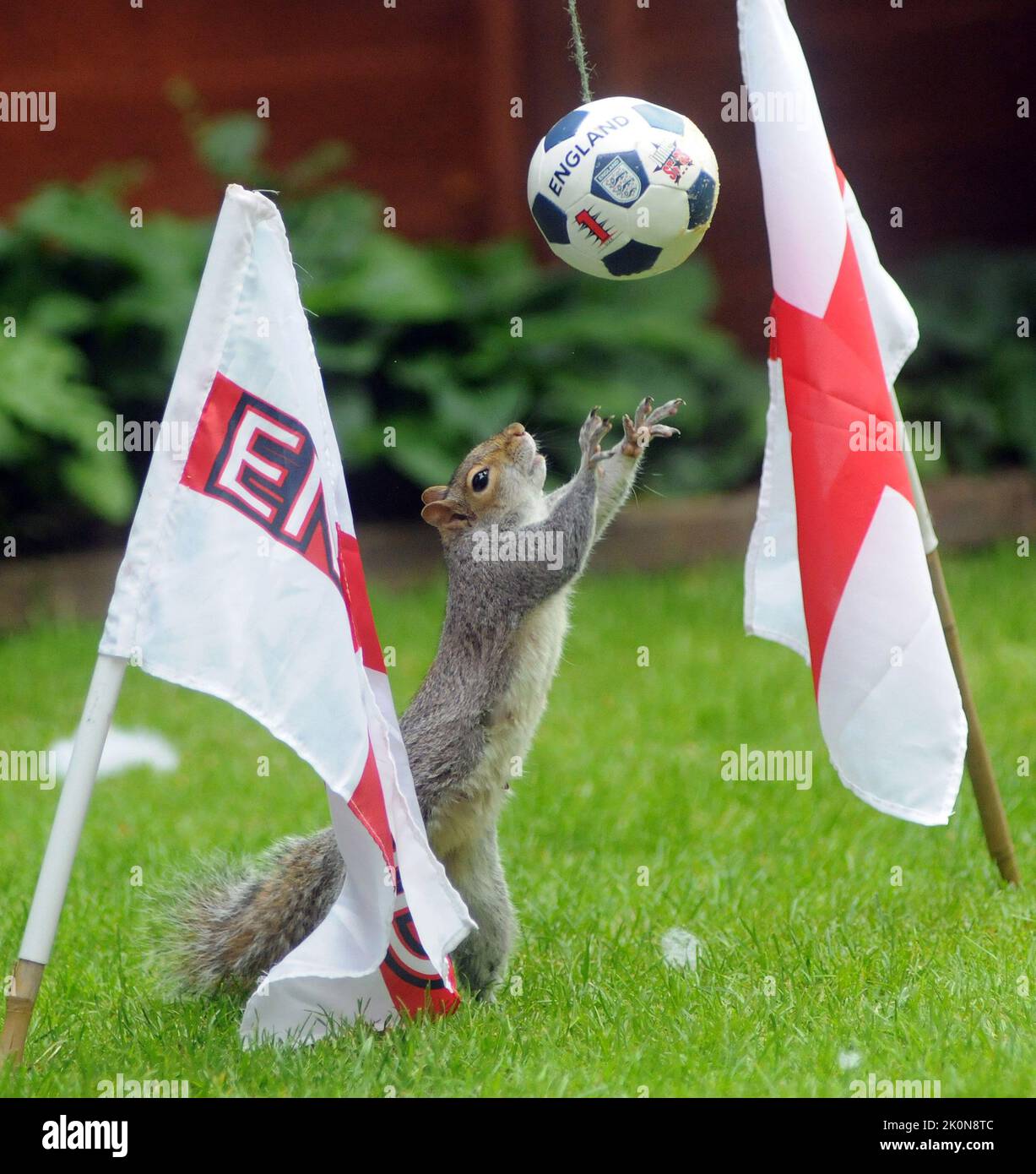 These Grey Squirrels are going Braziil nuts trying to get at some ...