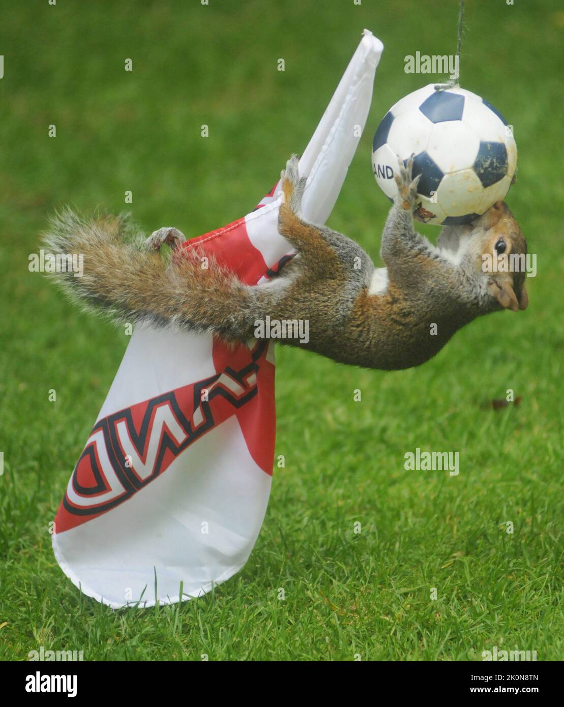 These Grey Squirrels are going Braziil nuts trying to get at some ...