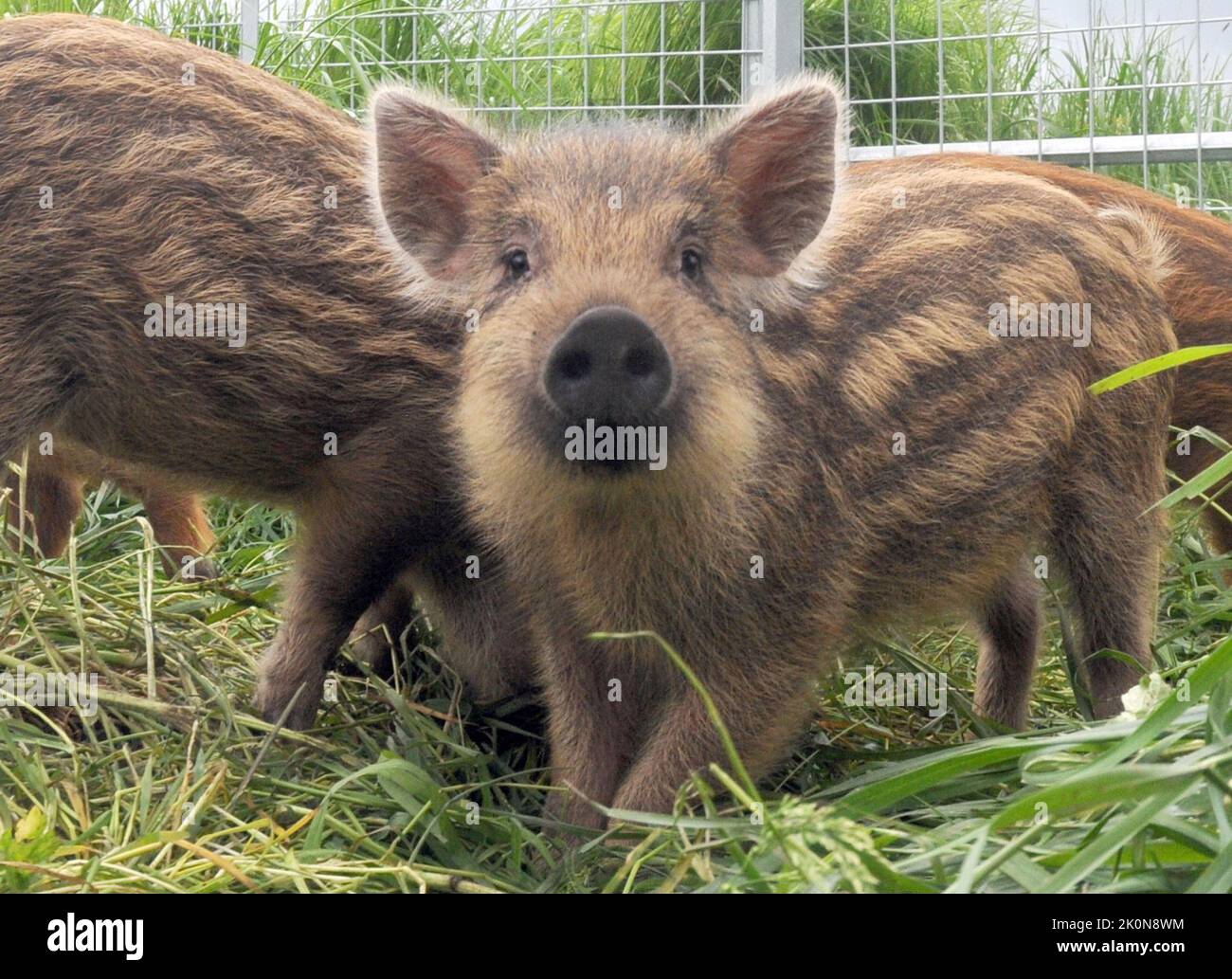 One of the wild boar piglets at Jamie Burgess's farm in the New Forest ...