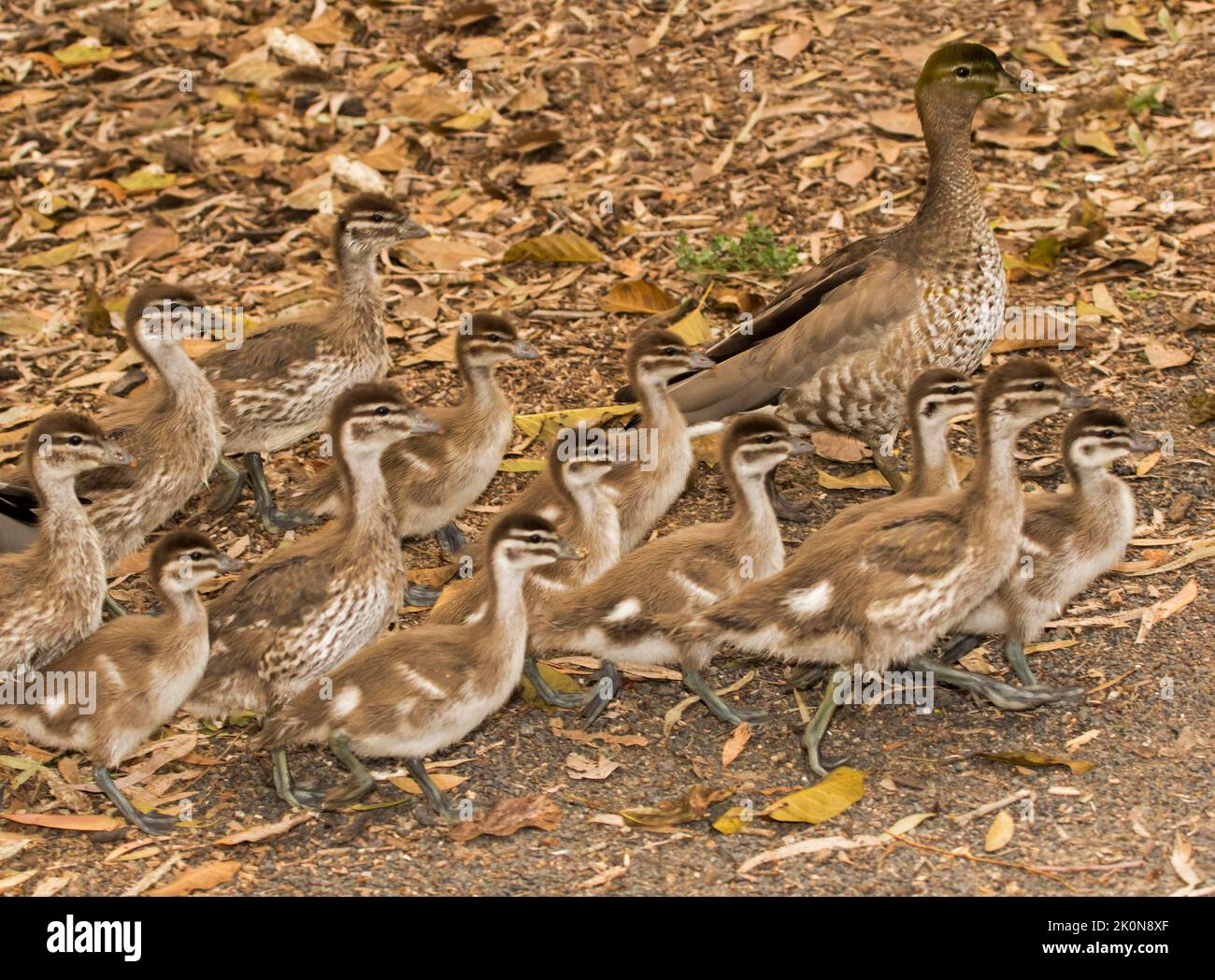 Wood Duck / Maned Duck, Chenonetta jubata, with ducklings in a city ...