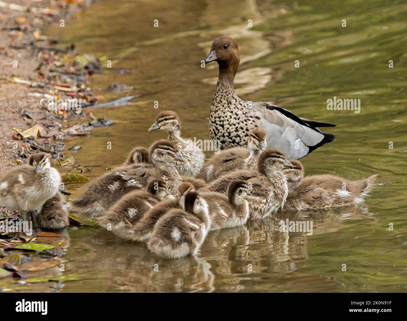 Wood Duck / Maned Duck, Chenonetta jubata, with ducklings in shallow ...