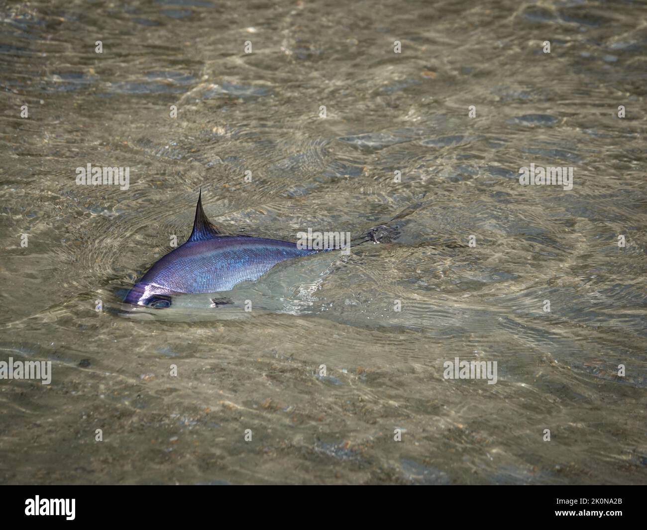 Blue fish in shallow water Stock Photo - Alamy