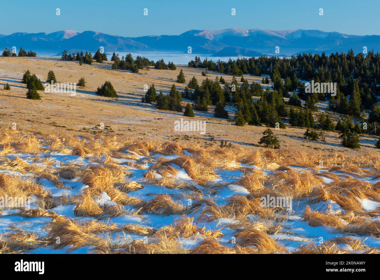Alpine woodland in Mala Fatra mountain range, Slovakia Stock Photo - Alamy