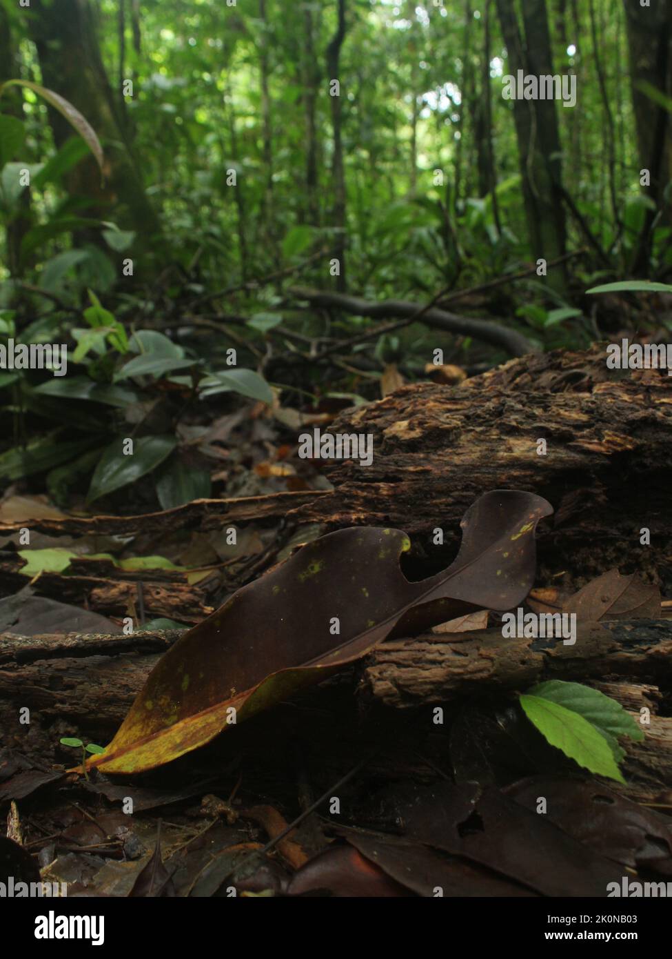 View of the understory of a tropical rainforest in Costa Rica Stock ...