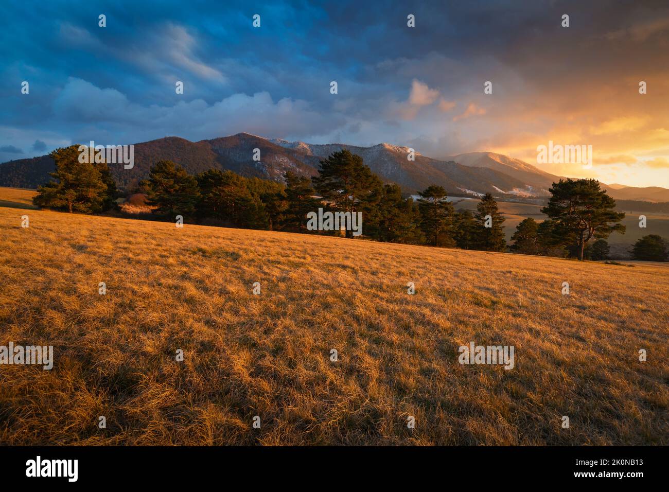 Pine woodland in the foothills of Velka Fatra mountains in Slovakia ...