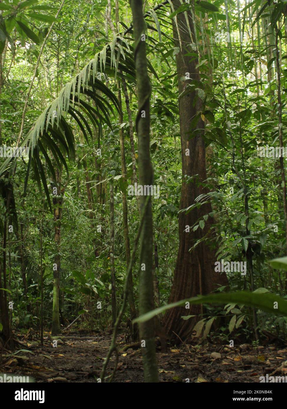 View inside a rainforest in Costa Rica Stock Photo - Alamy