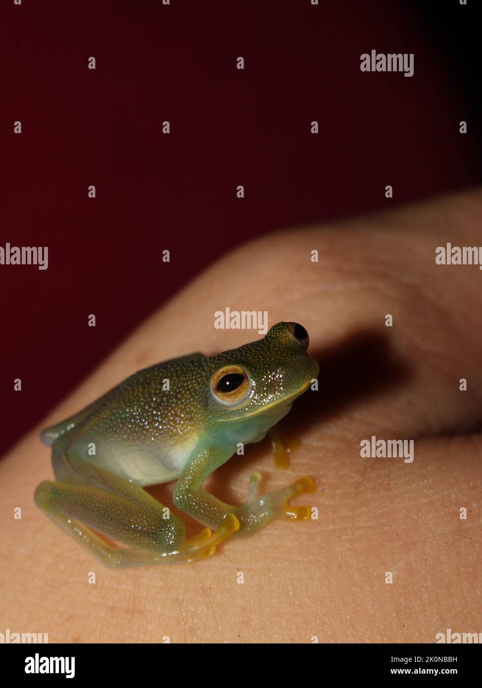 Grainy Cochran frog (Cochranella granulosa) from Costa Rica Stock Photo ...