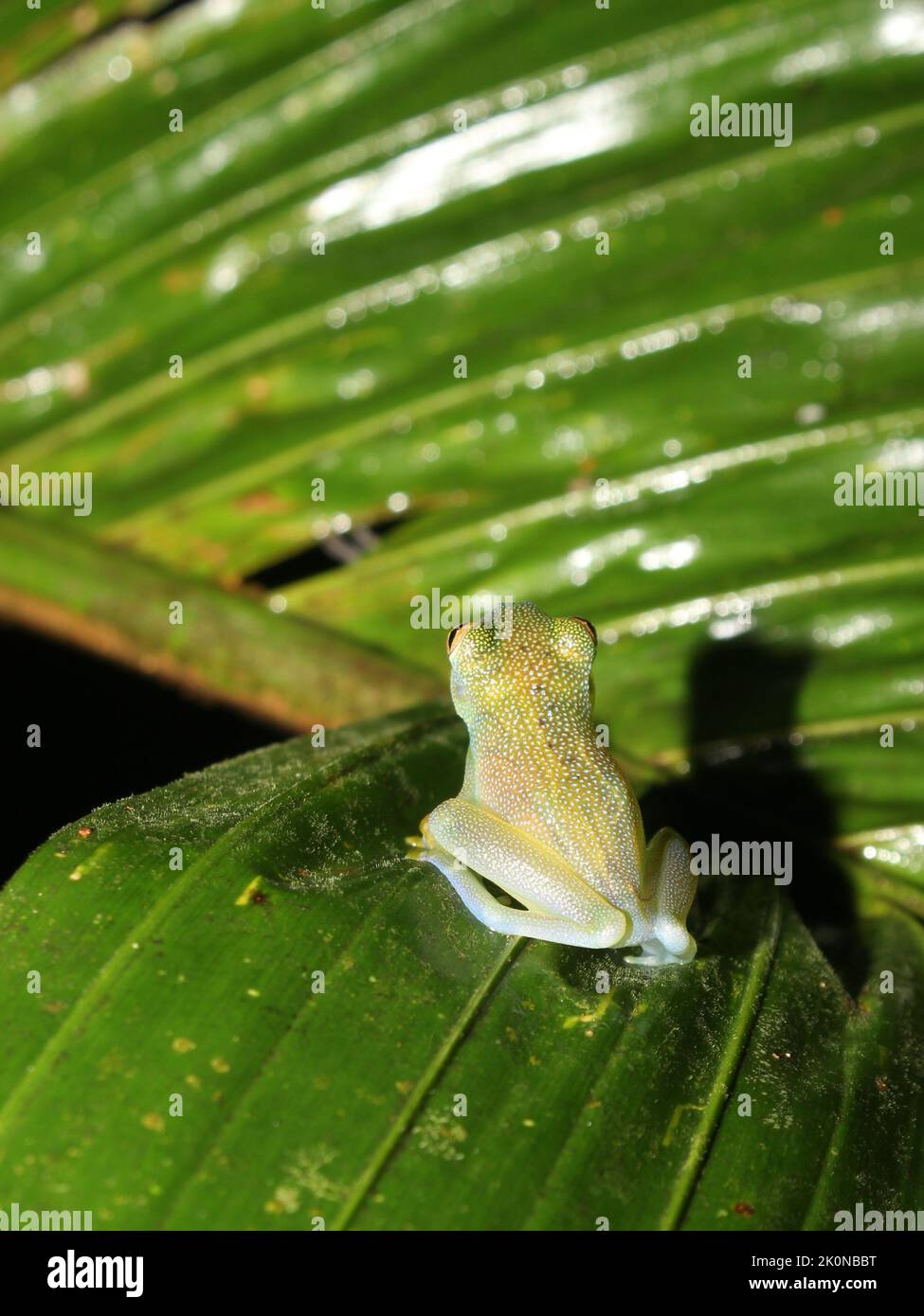 Grainy Cochran frog (Cochranella granulosa) from Costa Rica Stock Photo ...