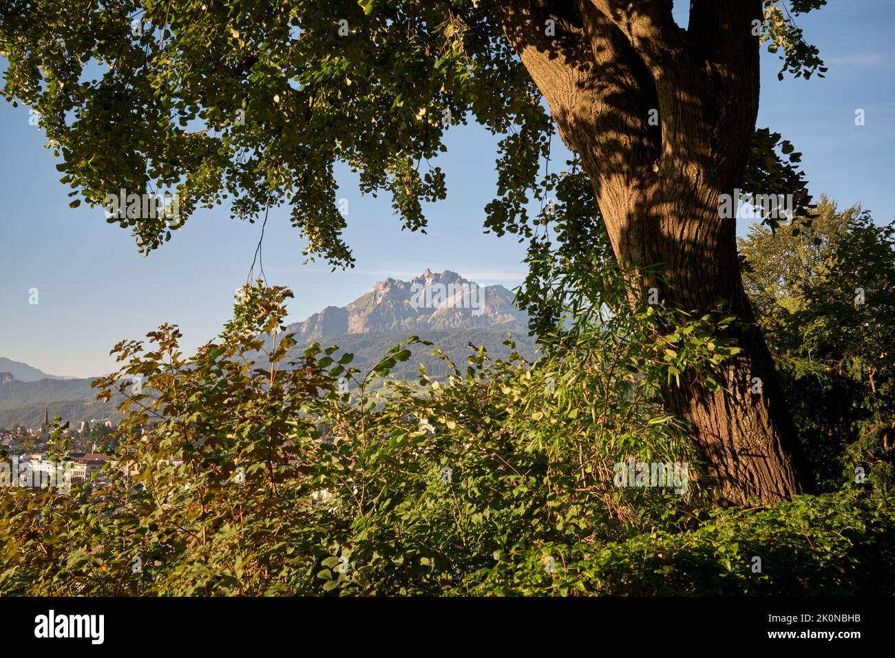 Tree bush mountain hi-res stock photography and images - Alamy