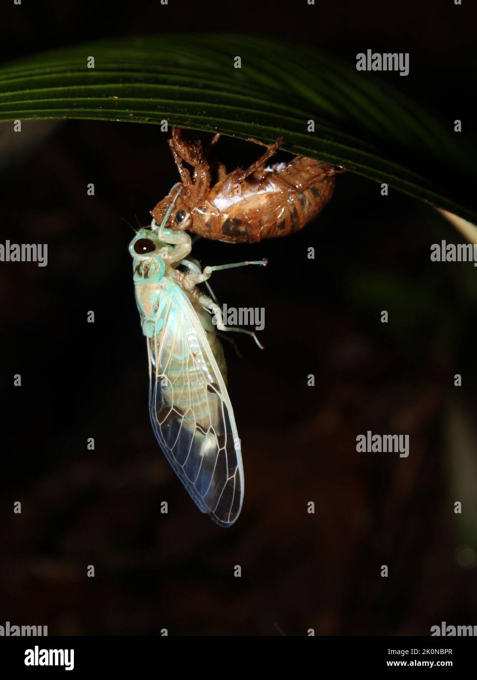 Cicada leaving its shell Stock Photo - Alamy
