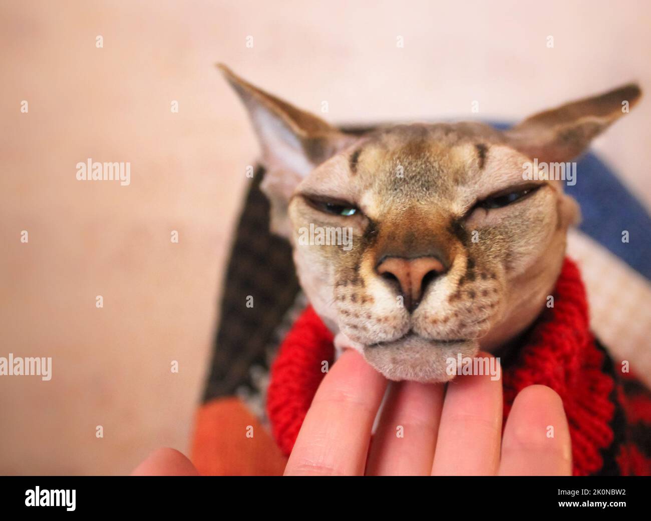 Sphinx kitty hi-res stock photography and images - Alamy