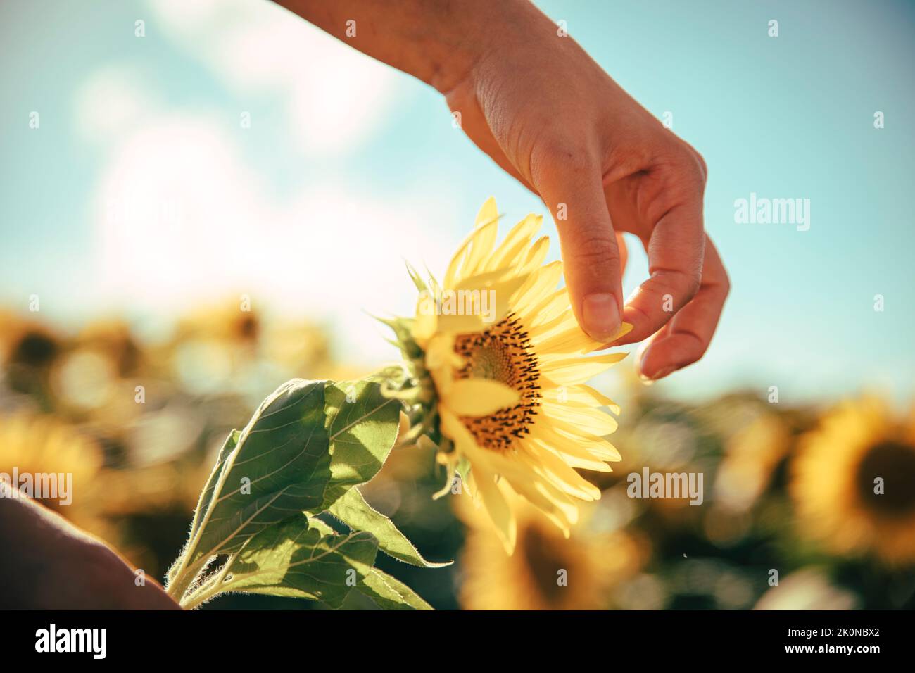 Teenage girl's hand plucking petals from a sunflower Stock Photo - Alamy
