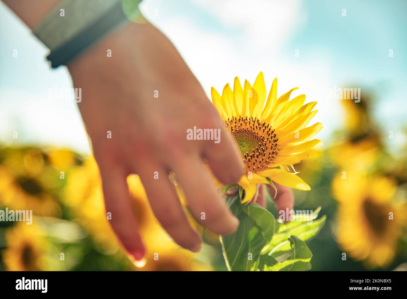 Teenage girl's hand plucking petals from a sunflower Stock Photo - Alamy