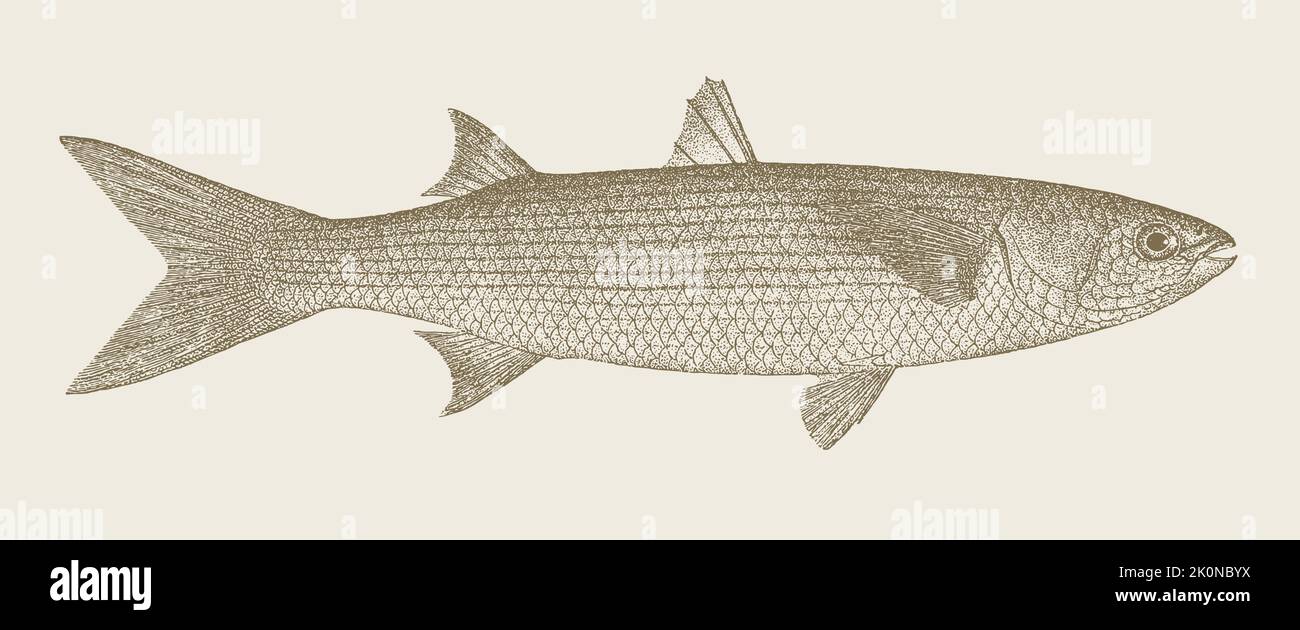 Golden grey mullet chelon aurata, freshwater fish in side view Stock ...