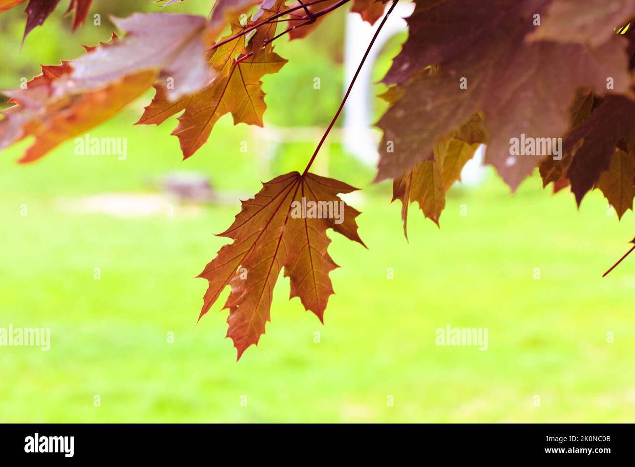 A branch with red maple leaves isolated on green background. Autumn ...