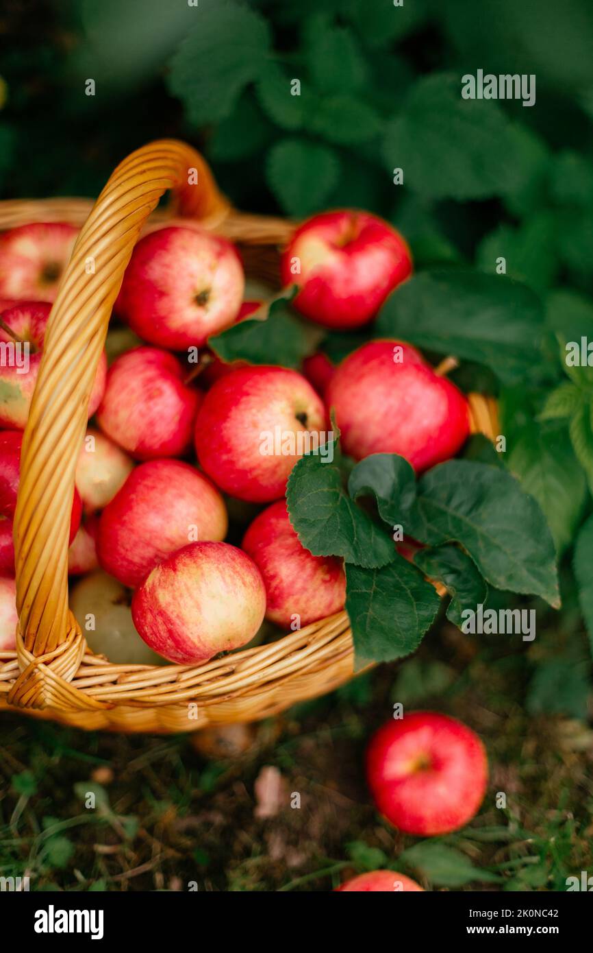 Basket apples under apple tree hi-res stock photography and images - Alamy