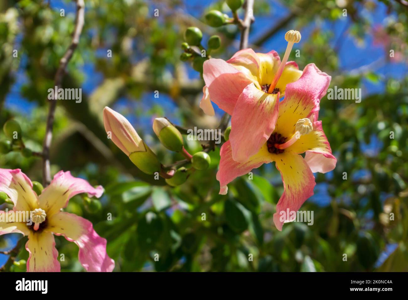 Chorisia tree hi-res stock photography and images - Alamy