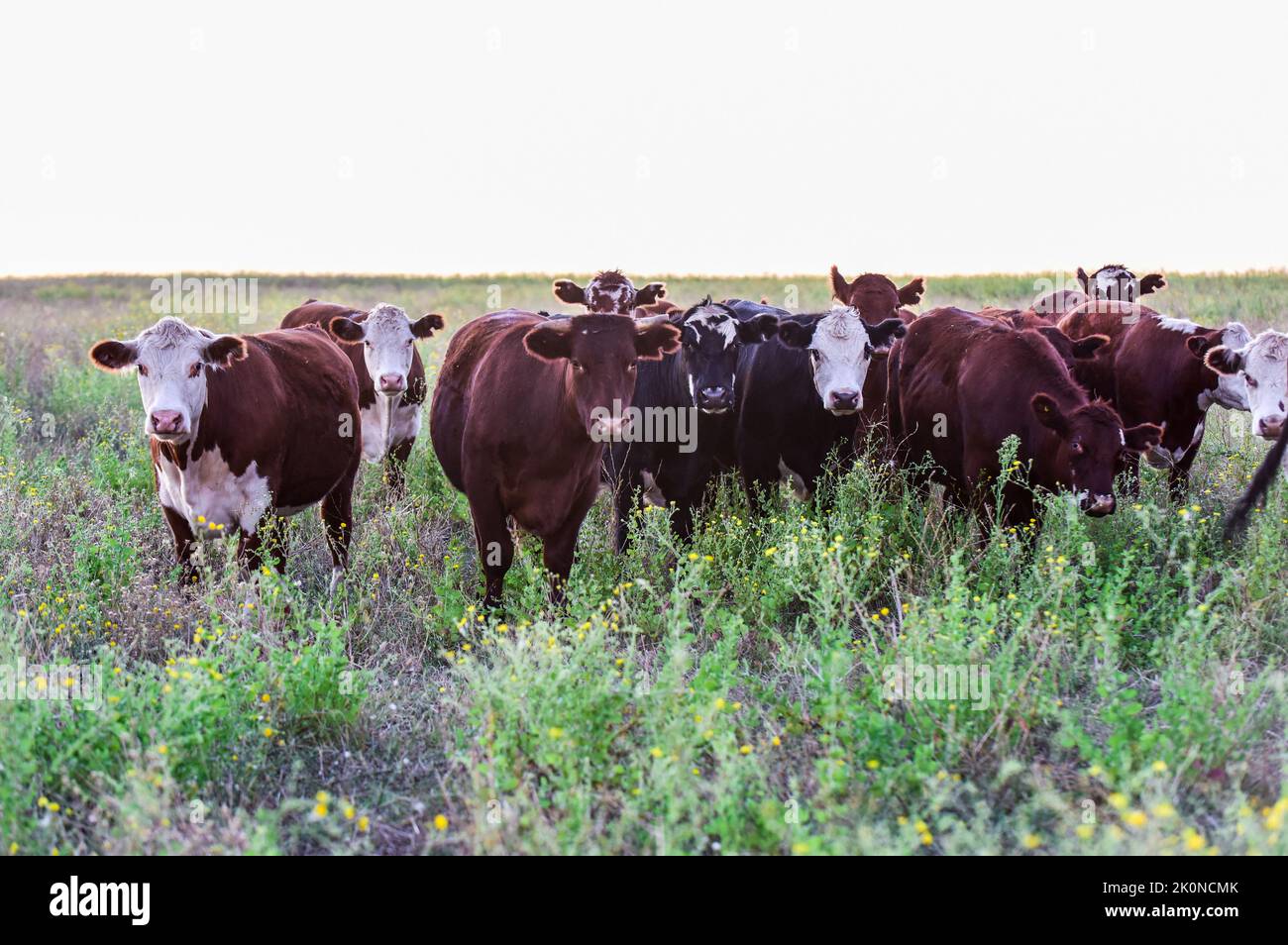 Cows raised with natural pastures, meat production in the Argentine ...