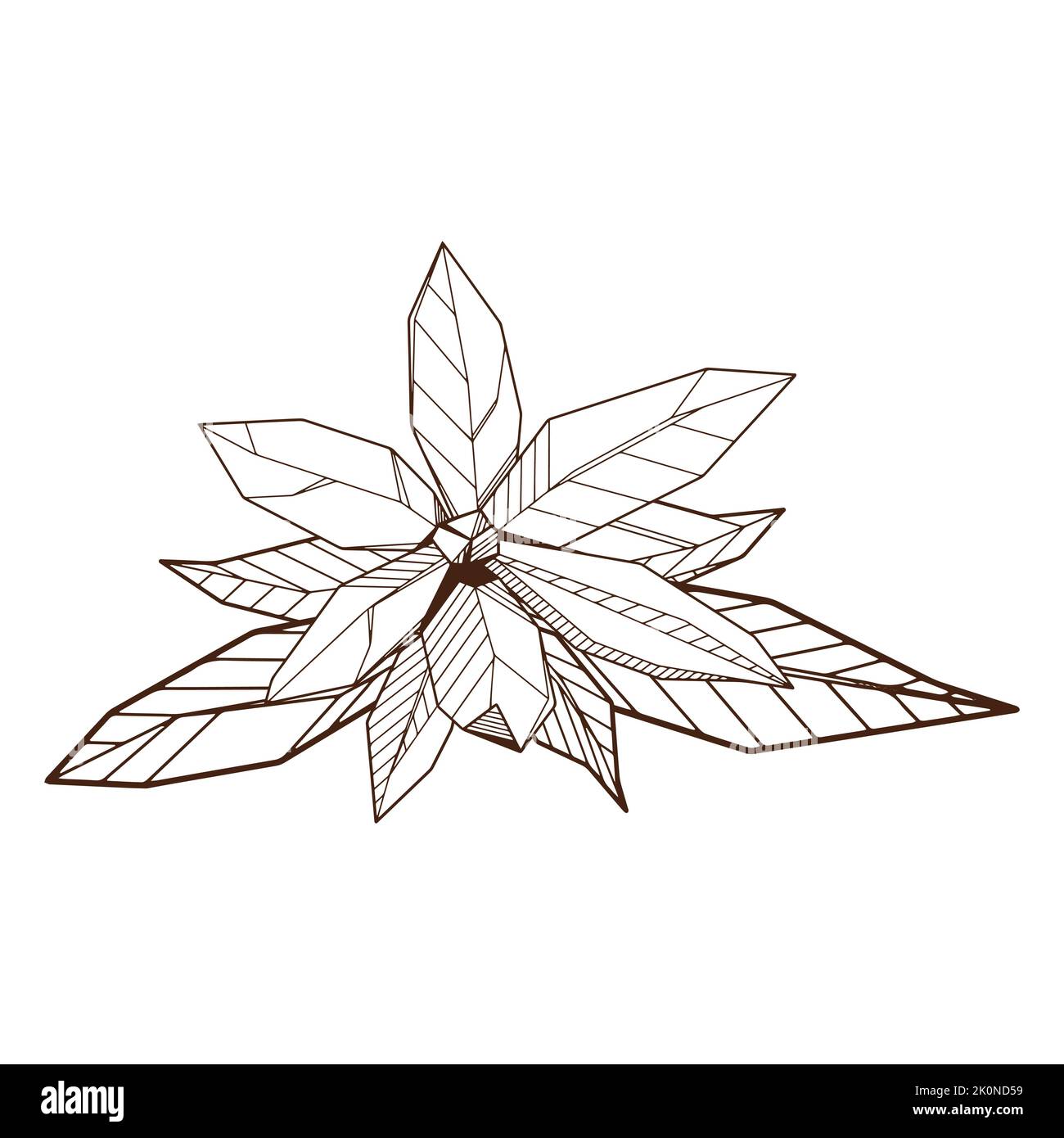 Outlined hand drawind geometrical blossoming flower, Ylang-Ilang bud ...