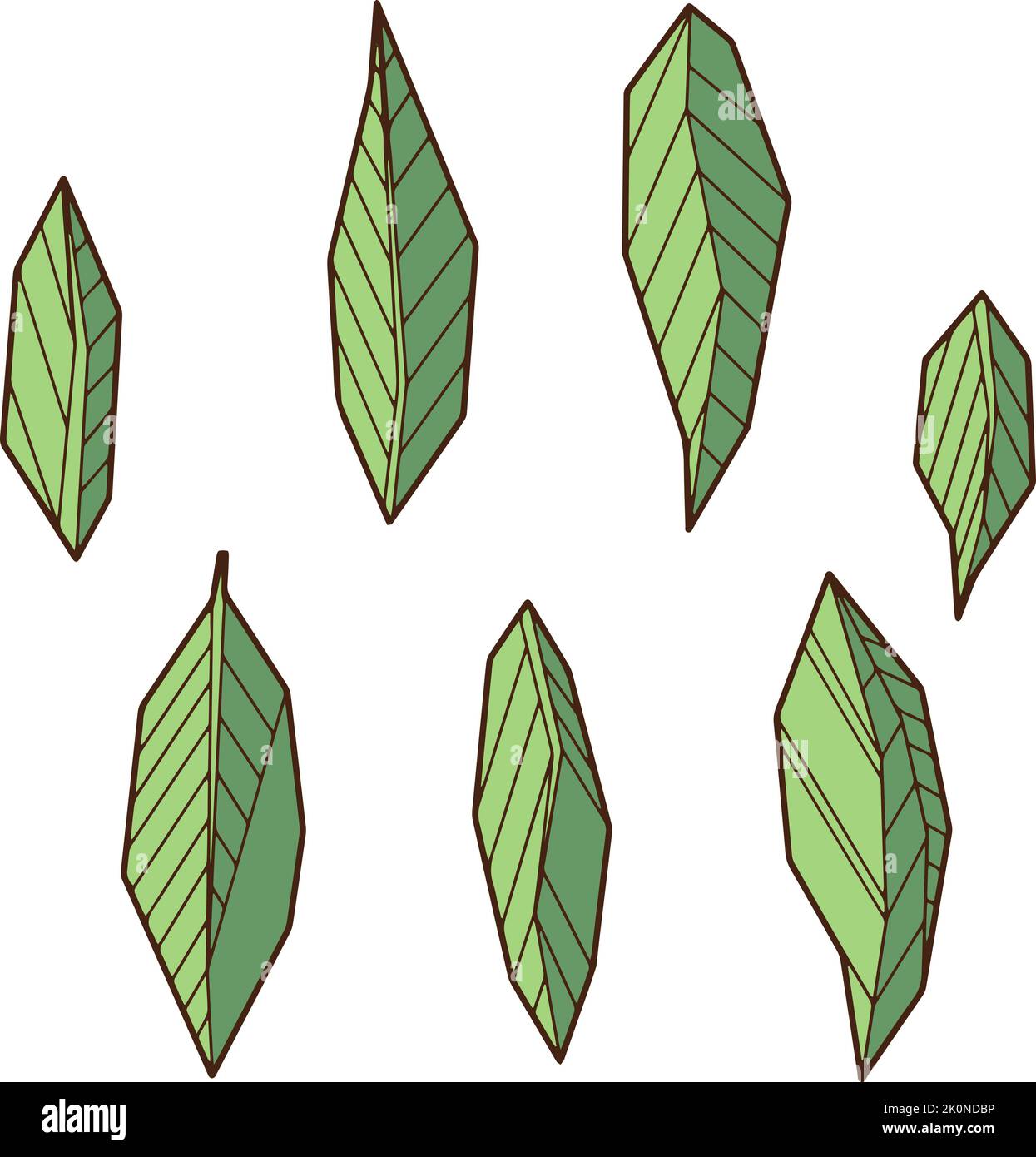 Colored hand drawind geometrical leaves, Ylang-Ilang leaves line art ...