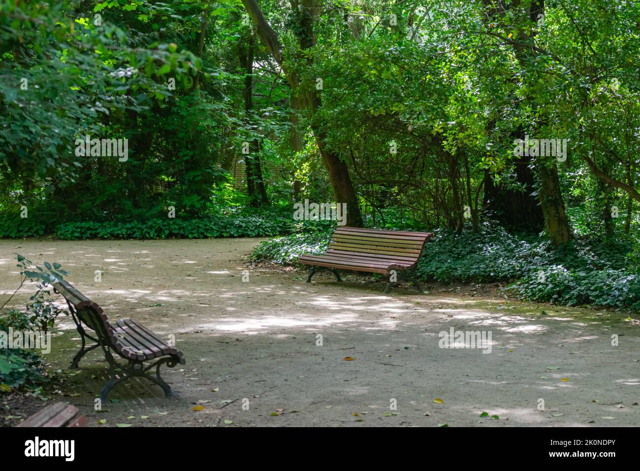 An empty park with wooden benches with green trees around Stock Photo ...