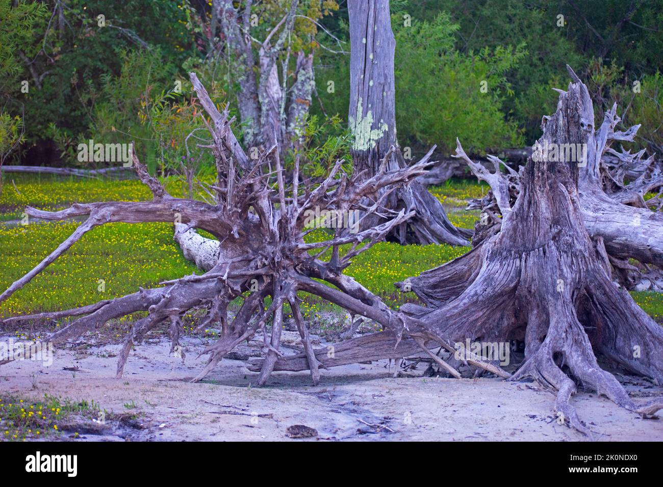 Dead trees with exposed root systems line the Manasquan Reservoir lake ...
