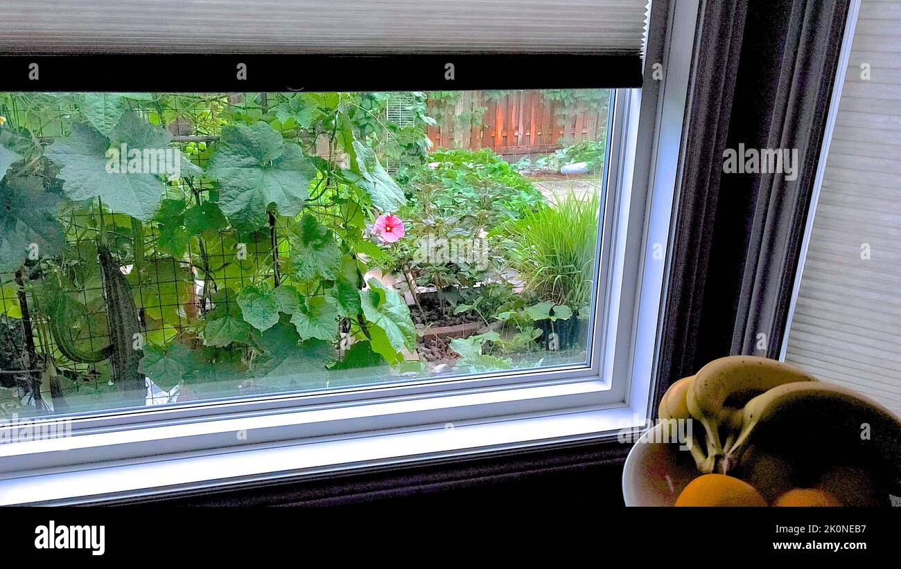 Fruits on the kitchen table with a view of the vegetable garden through ...