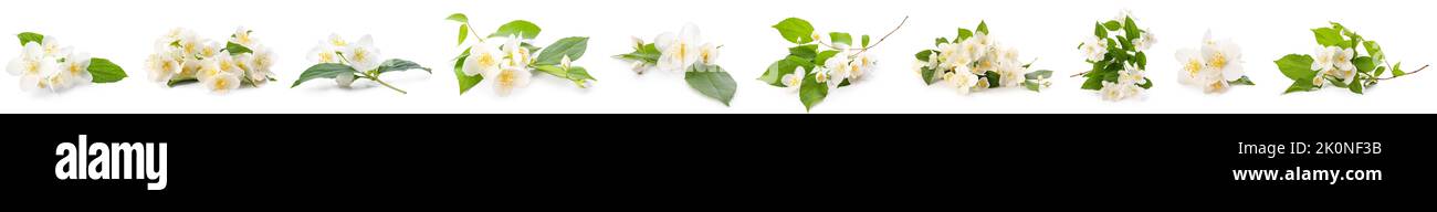 Collage of beautiful jasmine flowers on white background Stock Photo ...