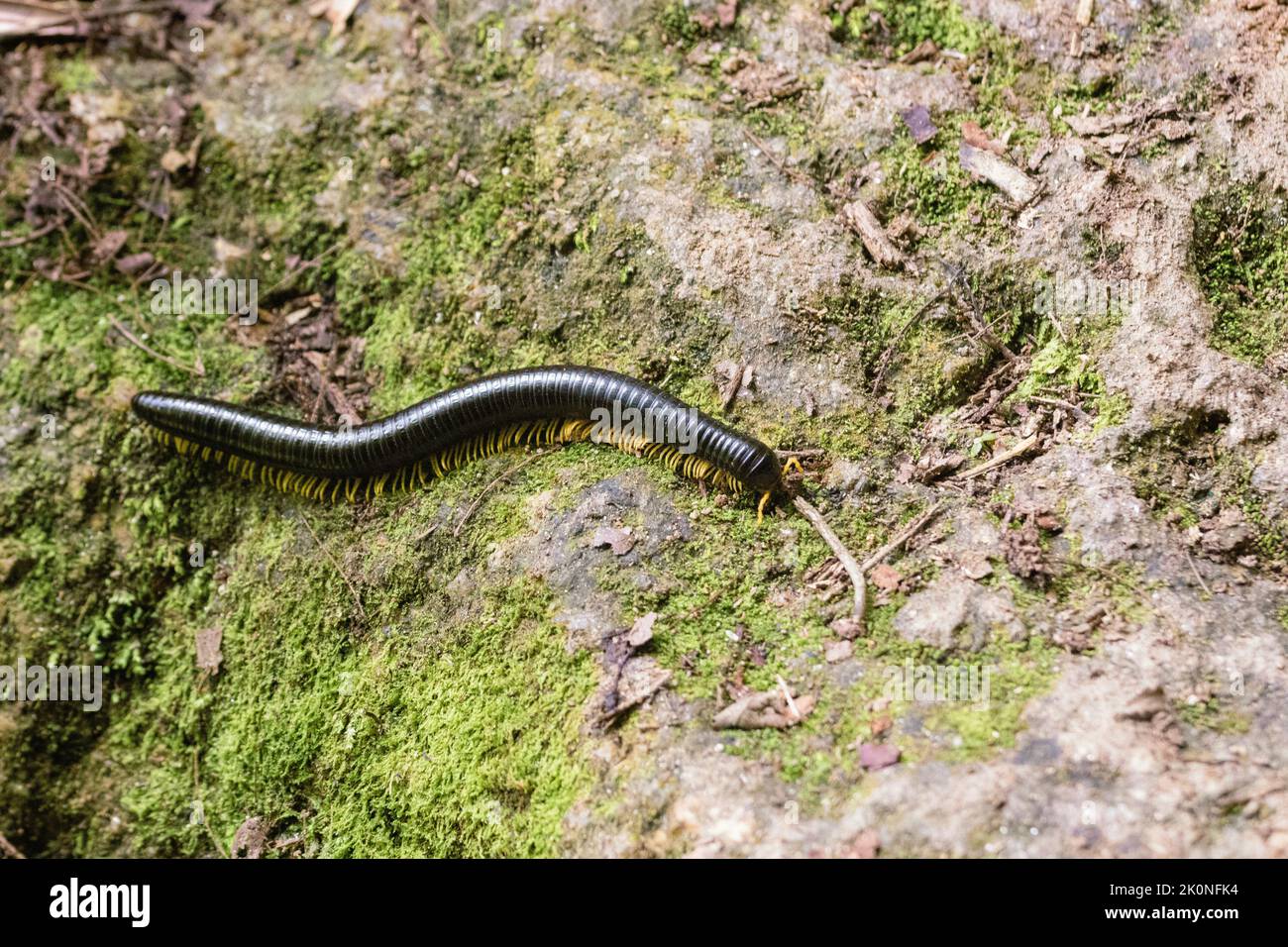 A top view closeup of a black centipede on a mossy ground Stock Photo ...