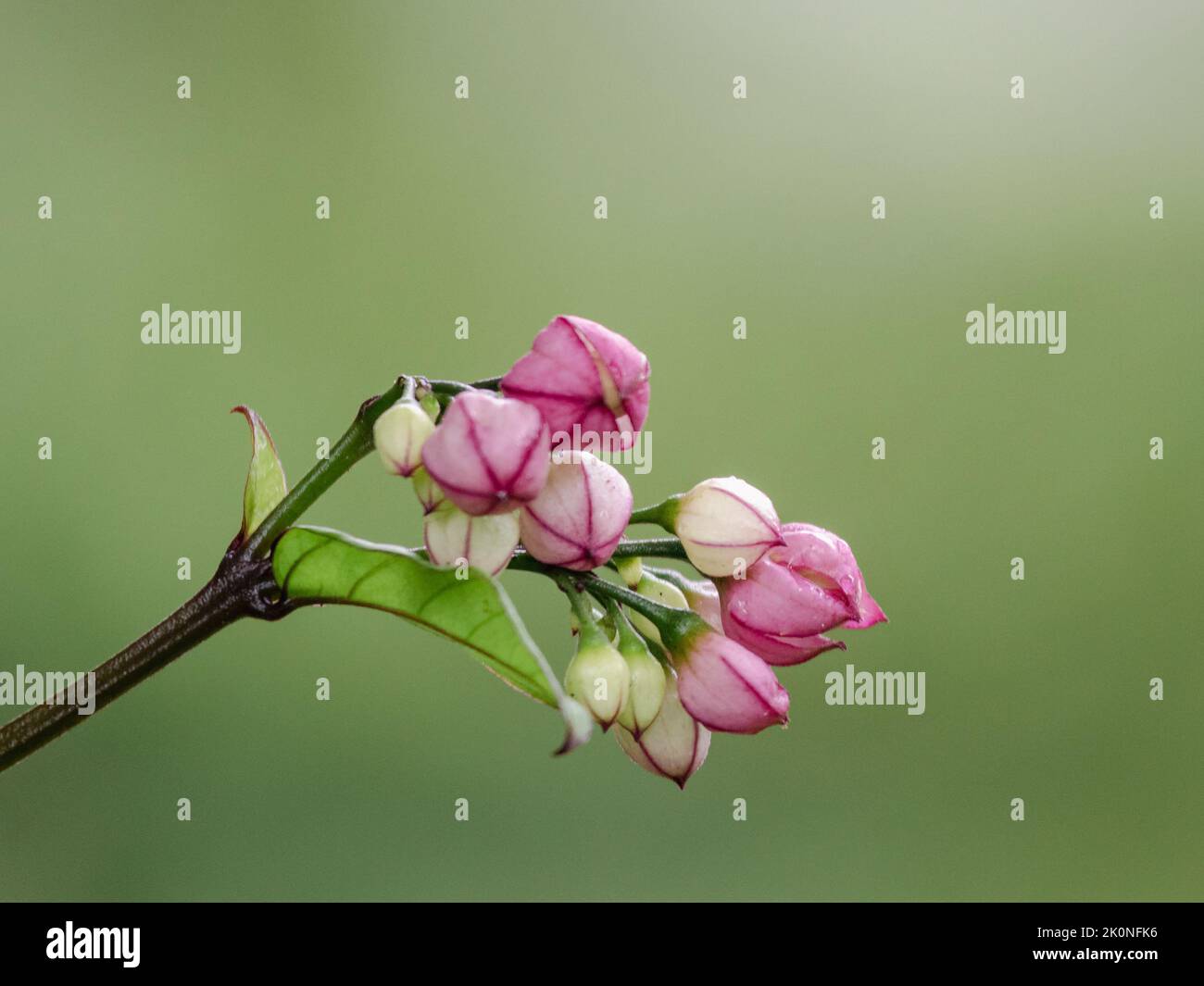 A shallow focus shot of beautiful blooming pink flowers in a garden ...