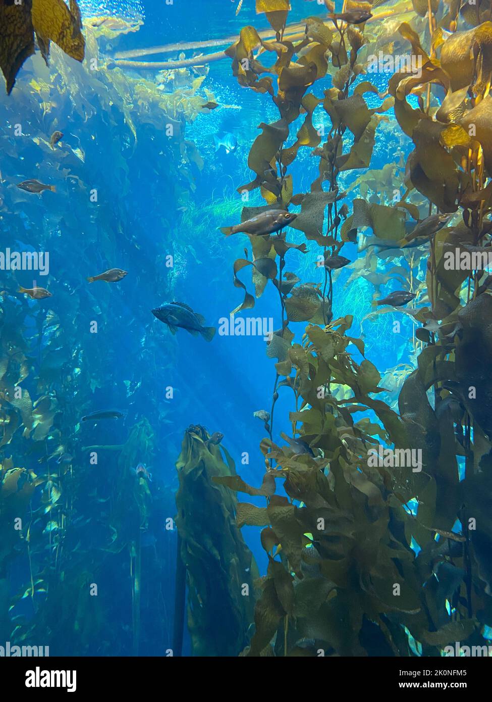 An underwater picture of fish swimming next to coral reefs Stock Photo ...
