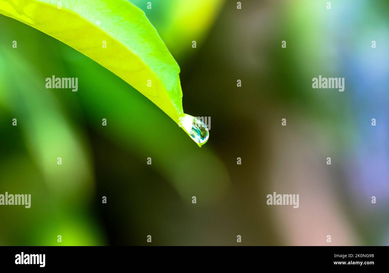 A dewdrop on a tip of a green leaf on a lemon or orange tea tree in the ...
