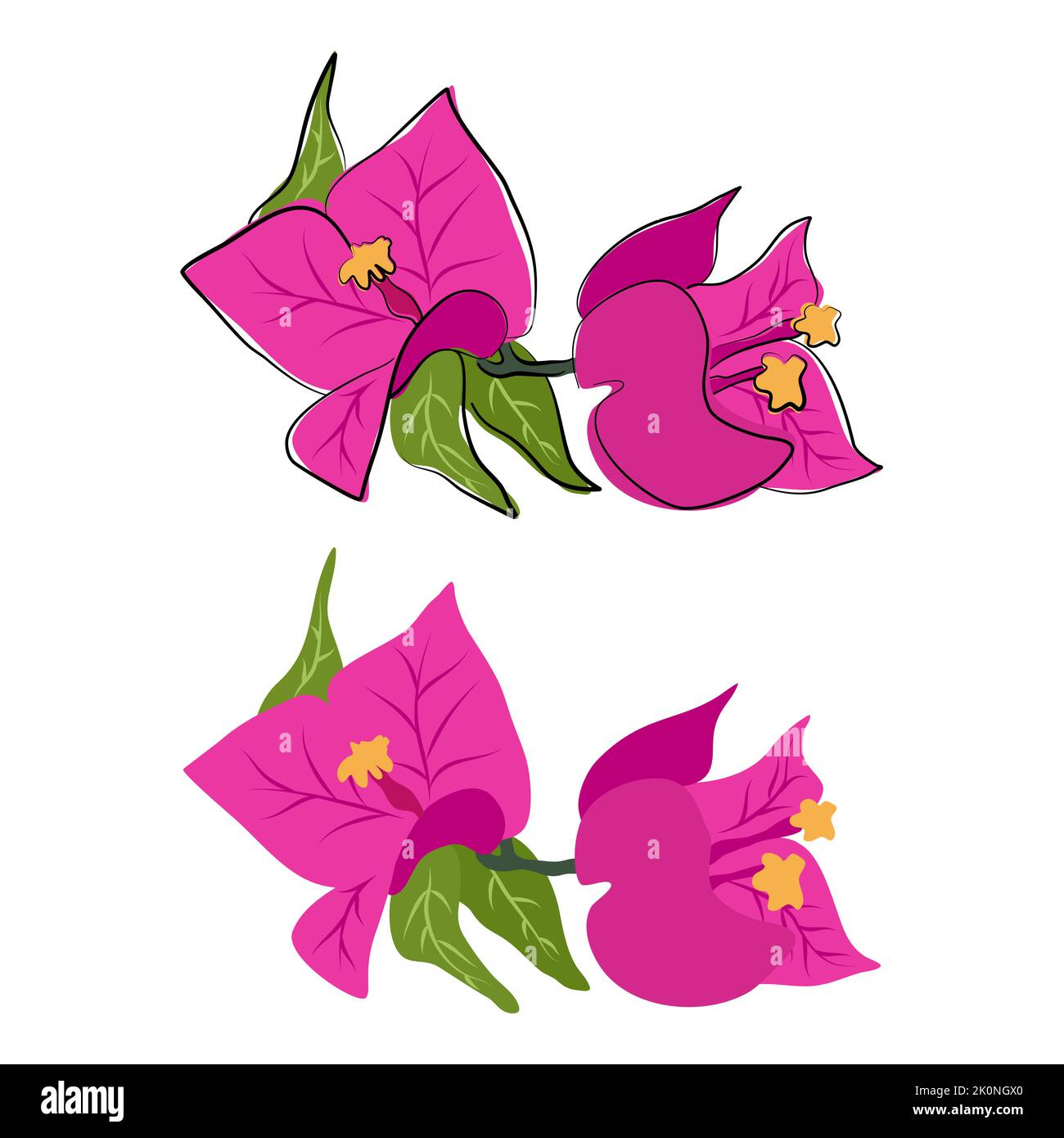 cute hand drawn beautiful bougainvillea set vector illustration ...