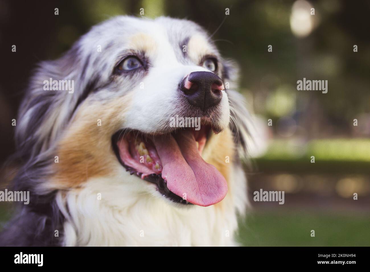 Australian shepherd dog portrait with tongue out in green park at sunny ...