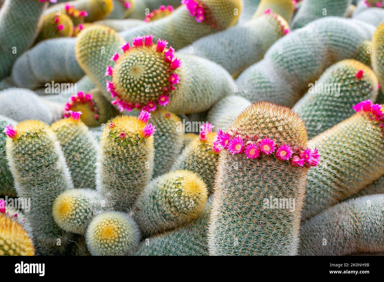 Large group of Cactus plants pattern, natural background Stock Photo ...